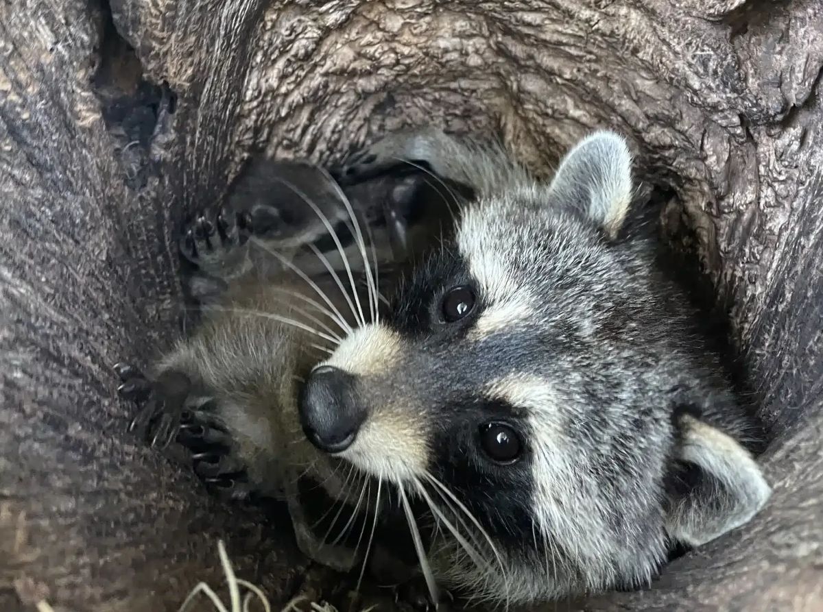 Why Timely Raccoon Removal Is Critical for Home Safety - Chicagos Green ...